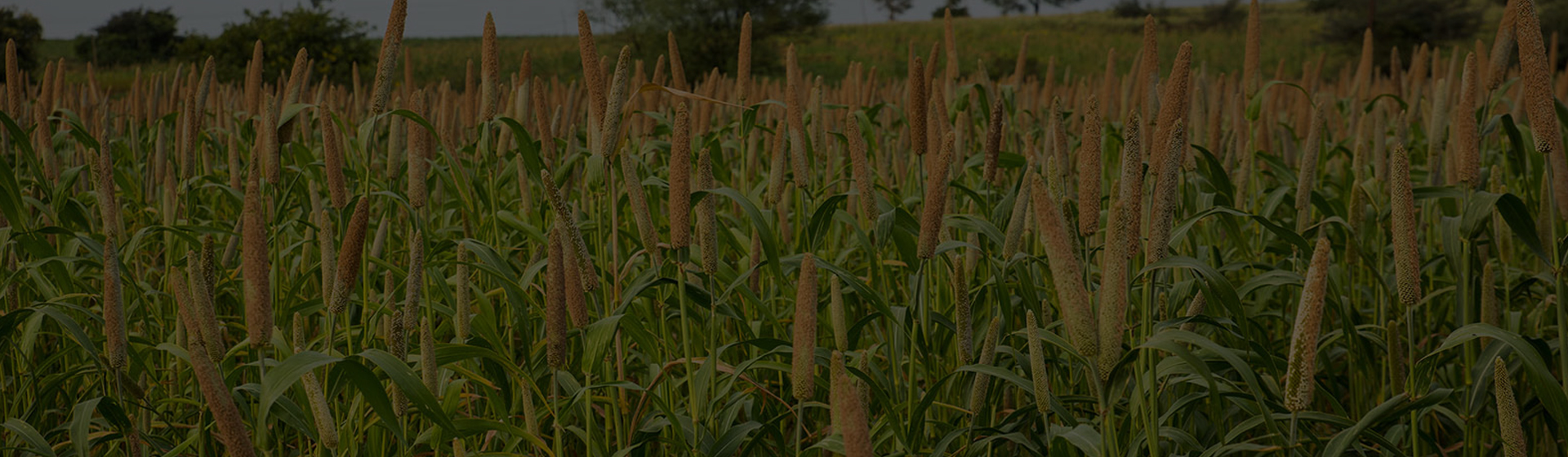 kcfarms